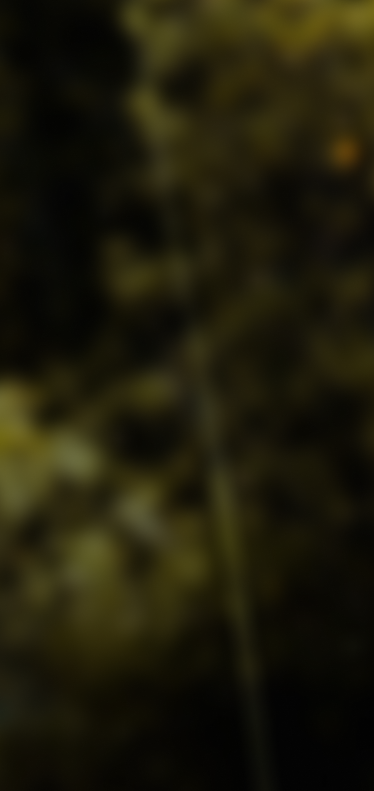 XBraid USA - High Quality Fishing Line